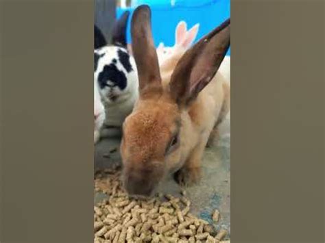 #shorts kelinci makan siang - YouTube