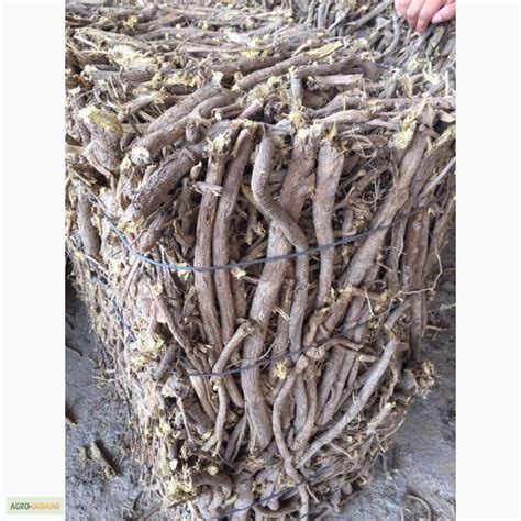 Продам корень Солодки, купить корень Солодки, Закарпатская обл — Agro ...