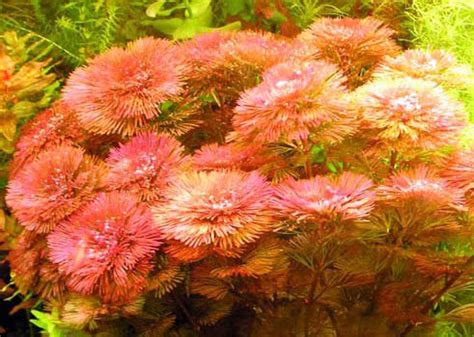 Кабомба красноватая, Кабомба фурката (Cabomba piauhyensis, Cabomba ...