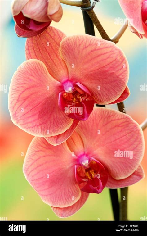 Phalaenopsis orchid flower plant hi-res stock photography and images ...
