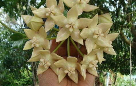 Hoya imperialis 'Palawan' - Tropics @Home
