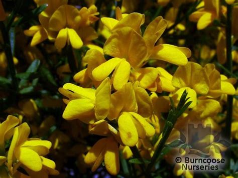 Genista from Burncoose Nurseries