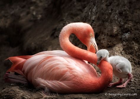 Flamingo Mom and Baby in the Dirt