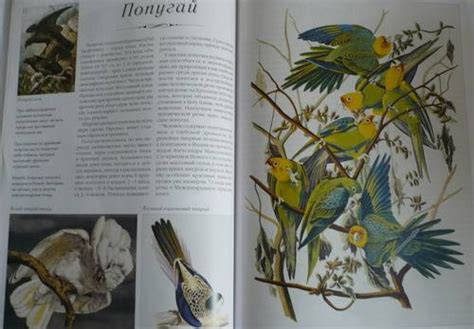 Книга: Самые красивые птицы - . Купить книгу, читать рецензии | Лабиринт