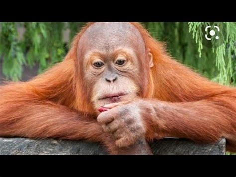 Испания. Бенидорм. Парк Terra Natura. - YouTube