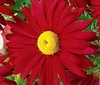 Купить Пиретрум розовый Robinson Red - Пиретрум - GardenPlants