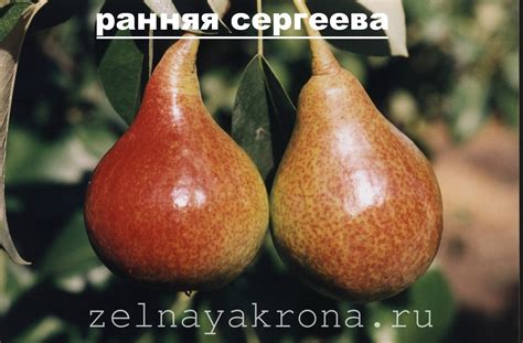 Груша Ранняя Описание Фото Отзывы – Telegraph