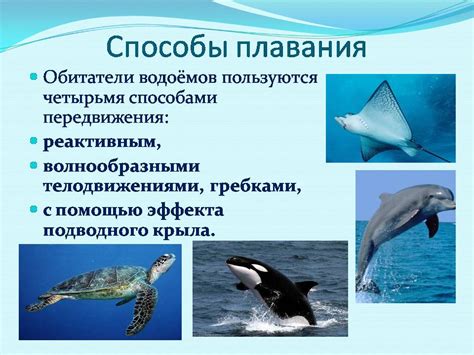 Плавание животных и человека - Презентации по биологии