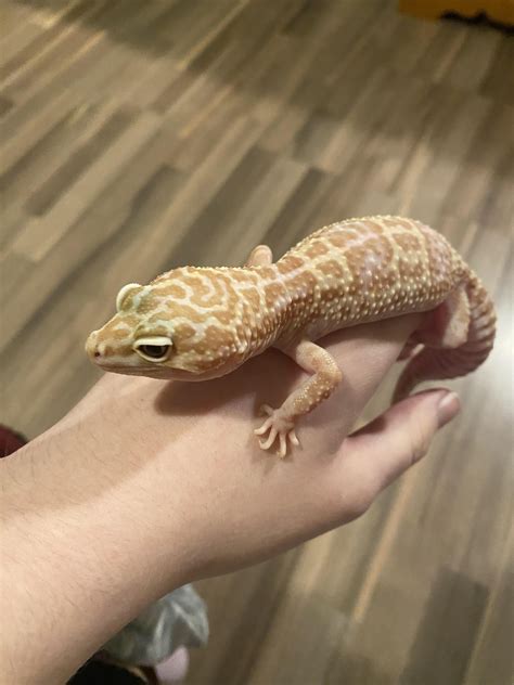 Hey does anyone know what morph my Leopard Gecko is? : r/LeopardGecko