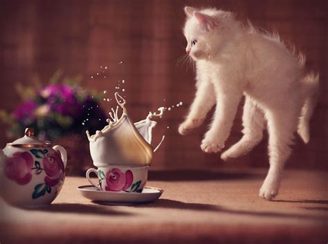 День кошек (День кота). Как отмечают в разных странах. Интересные факты ...