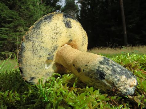 NATURE and TRAVEL: Piaskowiec modrzak - Gyroporus cyanescens