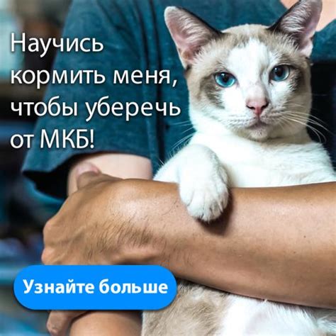 Orijen Cat & Kitten Grain Free - рейтинг, обзор корма, сравнение и ...