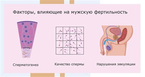 Фертильность - что это, что такое фертильный возраст у женщин и мужчин