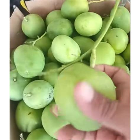 Jual MANGGA MUDA MINI 1kg segar dan fress baru petik dari pohon cocok buat pecinta rujak dan ...