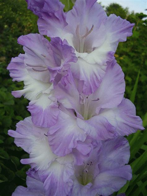 Gladiolos #gladioli #gladioli #border | Цветок гладиолус, Фиолетовые ...