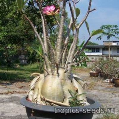 Adenium Arabicum "Black Giant" - купить семена на Tropics Seeds.