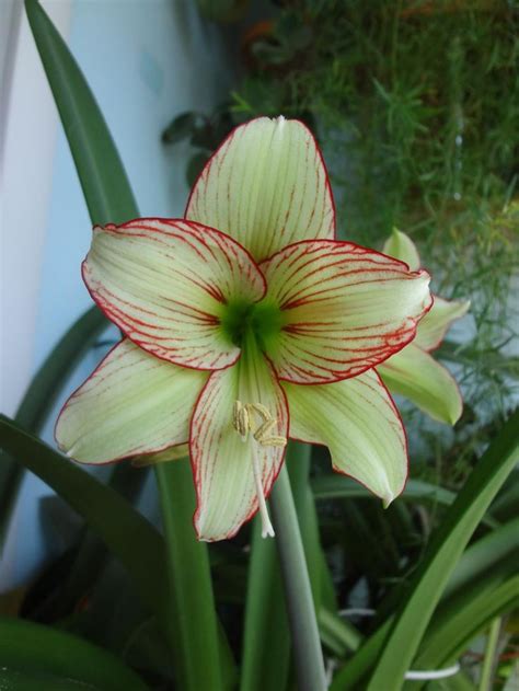 Viridi Rascal - Beautiful Flowers