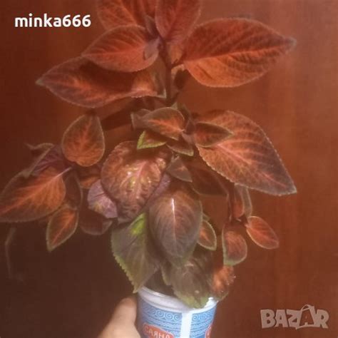 Червен колеус. в Стайни растения в гр. Бургас - ID40880213 — Bazar.bg