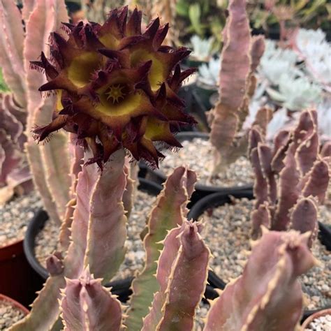 Caralluma speciosa - Giromagi Cactus and Succulents
