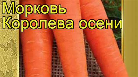 Сорта Моркови Королева Осени Фото Отзывы — Фото Картинки
