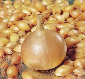 Лук севок Шекспир/ Свежий Урожай, 1 кг купить на OZON по низкой цене ...