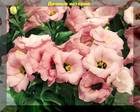 Самые красивые, популярные и покупаемые: проверенные сорта и гибриды ...