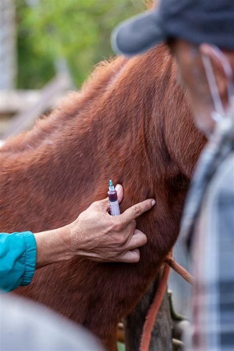 Anatomia Veterinarian Photos, Download The BEST Free Anatomia ...