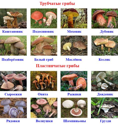 Примеры пластинчатых и трубчатых грибов: Общая характеристика грибов ...