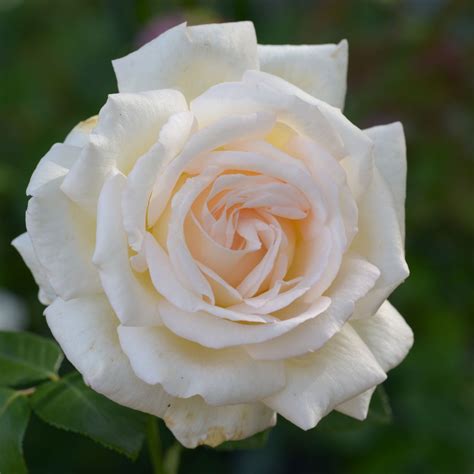 Anastasia ® | Rose, weiß, 100 - 150 cm (NIRP, 2001) | Rosa 'Anastasia ...
