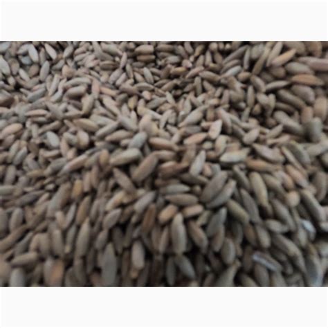 Продам рожь, купить рожь, Волжск — ZernoRU.com