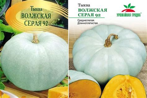 Тыква Волжская серая 92: описание и фото, отзывы, характеристика сорта ...
