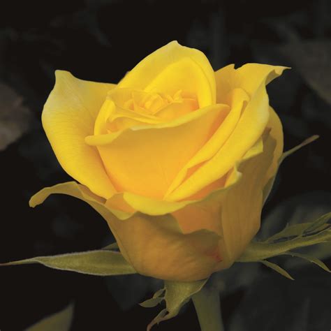 Golden Tower® | Rosen Tantau