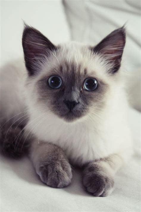 panterak (panterakondrateva) - Profile | Pinterest