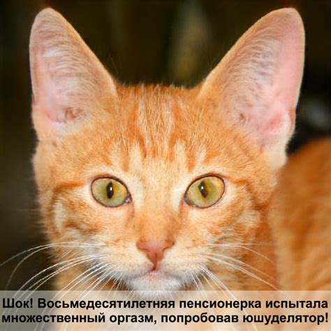 лежанка для кошки на батарею — Postimages