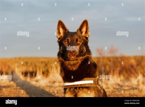 Black gsd Banque de photographies et d’images à haute résolution - Alamy