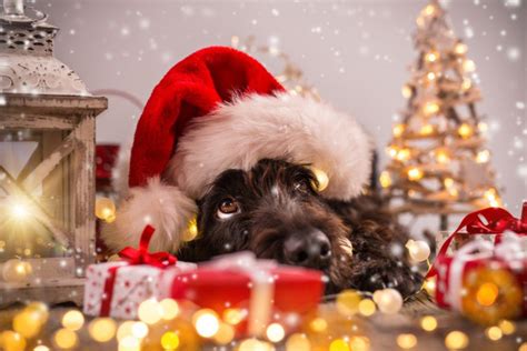 Christmas Dog Wallpapers - Top Free Christmas Dog Backgrounds - WallpaperAccess