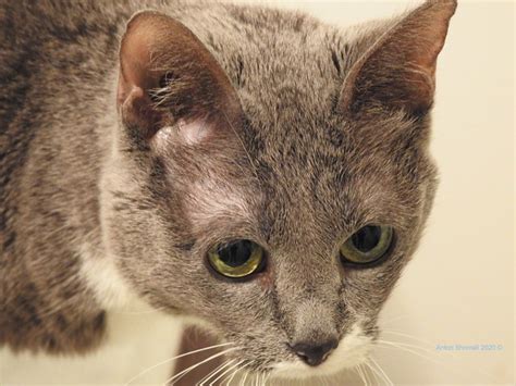 Search: housepet | Flickr