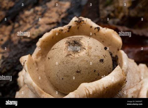 Earthstar gb hi-res stock photography and images - Alamy