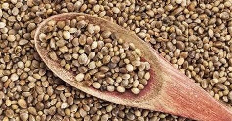 What are Hemp Seeds? Hemp Seeds & Oil Nutrition Facts and Benefits