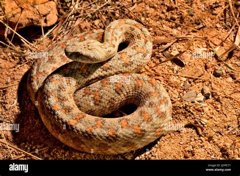 Turan blunt-nosed viper (Macrovipera lebetina turanica), Tajikistan ...