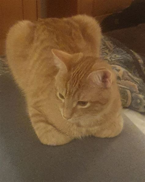 Why does he sit like this? : r/cats