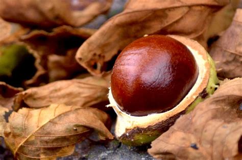Nut Chestnut Organic - Free photo on Pixabay - Pixabay