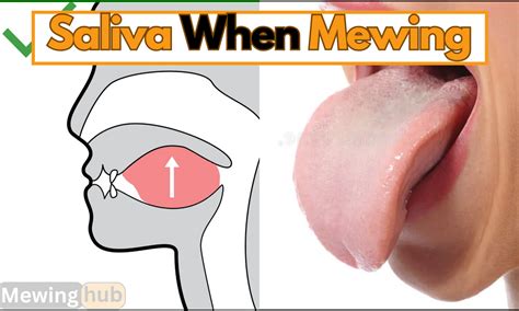 How Mewing Works: Scientific Insights and Practical Guide – Mewinghub