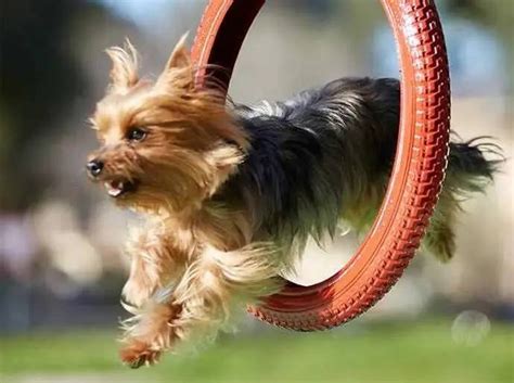 Objevte novou recepturu krmiva pro psy PURINA ONE® Mini.