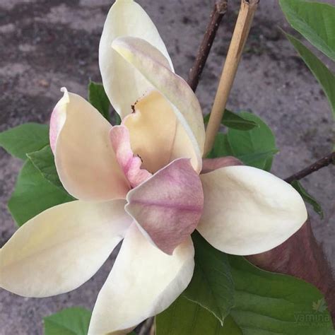 Magnolia x Sunsation