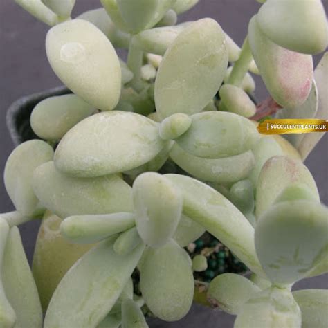 Pachyphytum Werdermannii – Leaf Cutting – Succulent Plants UK