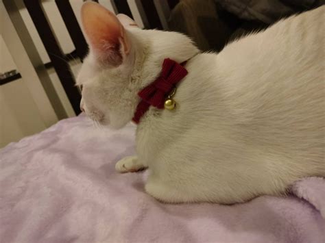 Here's Snow channeling her inner Hello Kitty with her new collar from ...