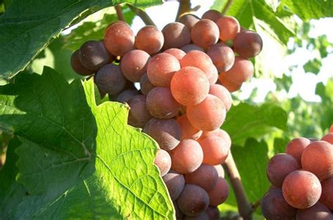 Пино гриджо (Pinot Grigio) aka пино гри (Pinot Gris)