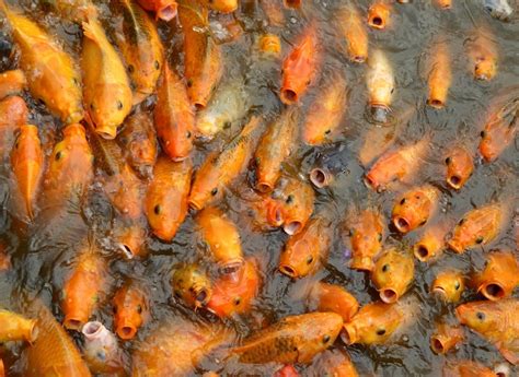 Goldfische loswerden - Möglichkeiten, Transport & Gründe