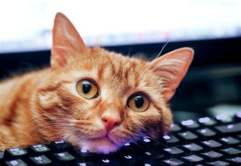 Computers and big data shaping the future of pet health - International ...